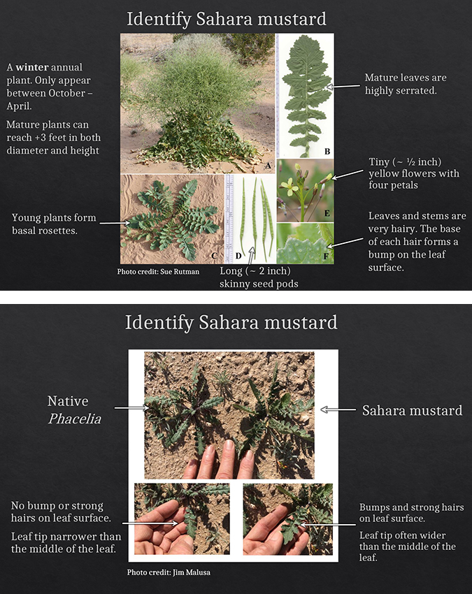 Sahara Mustard - Brassica tournefortii